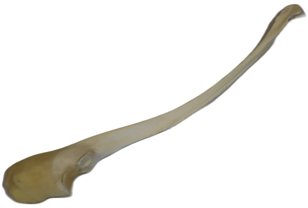 Wolf Rib Bones - Centralia Fur & Hide