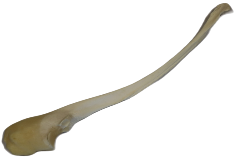 Wolf Rib Bones - Centralia Fur & Hide