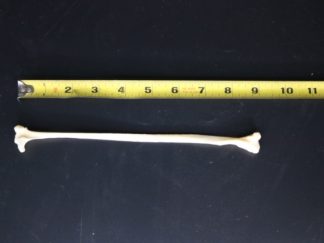 Wolf fibula - Centralia Fur & Hide