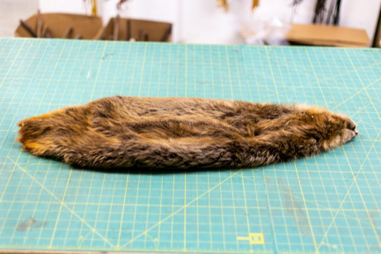 Beaver Skin Hair On - Centralia Fur & Hide