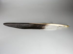 Golden eagle spikes feather - Centralia Fur & Hide