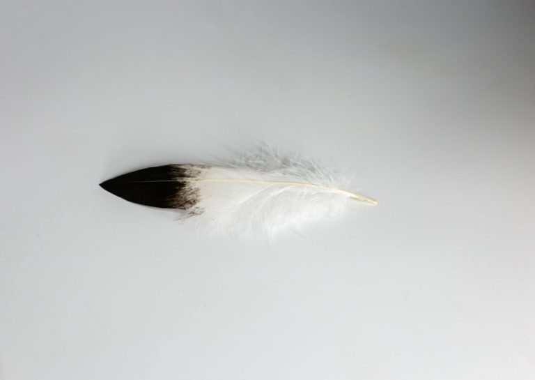 Golden Eagle Body Feather - Centralia Fur & Hide