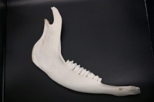 Elk jaw bones - Centralia Fur & Hide
