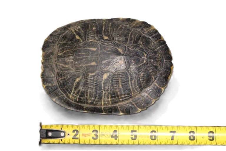 Map Turtle shell - Centralia Fur & Hide