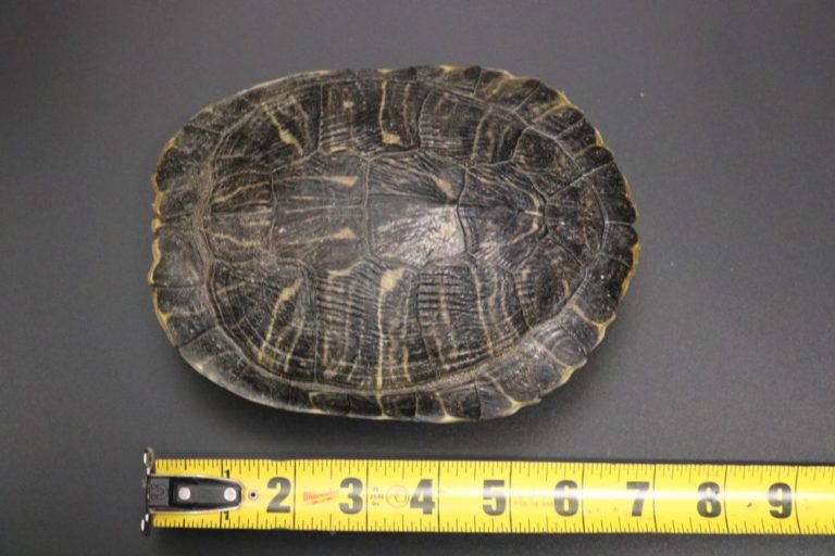 Turtle shells - Centralia Fur & Hide