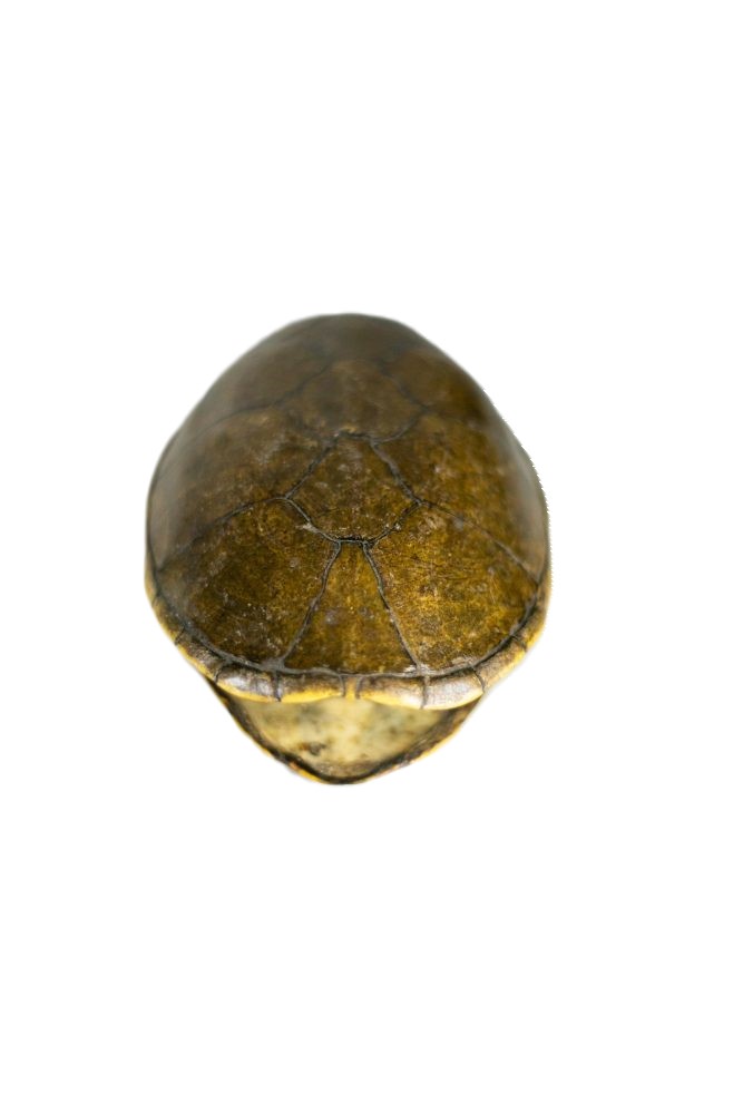 Mud turtle - Centralia Fur & Hide