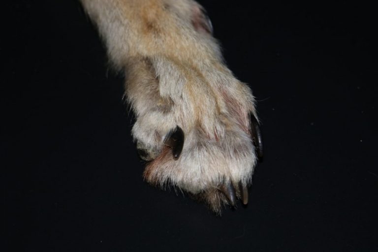 Wolf leg with paw and claws - Centralia Fur & Hide