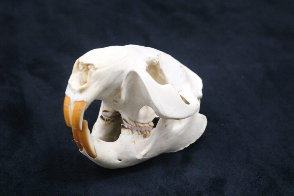 Beaver skull - Centralia Fur & Hide
