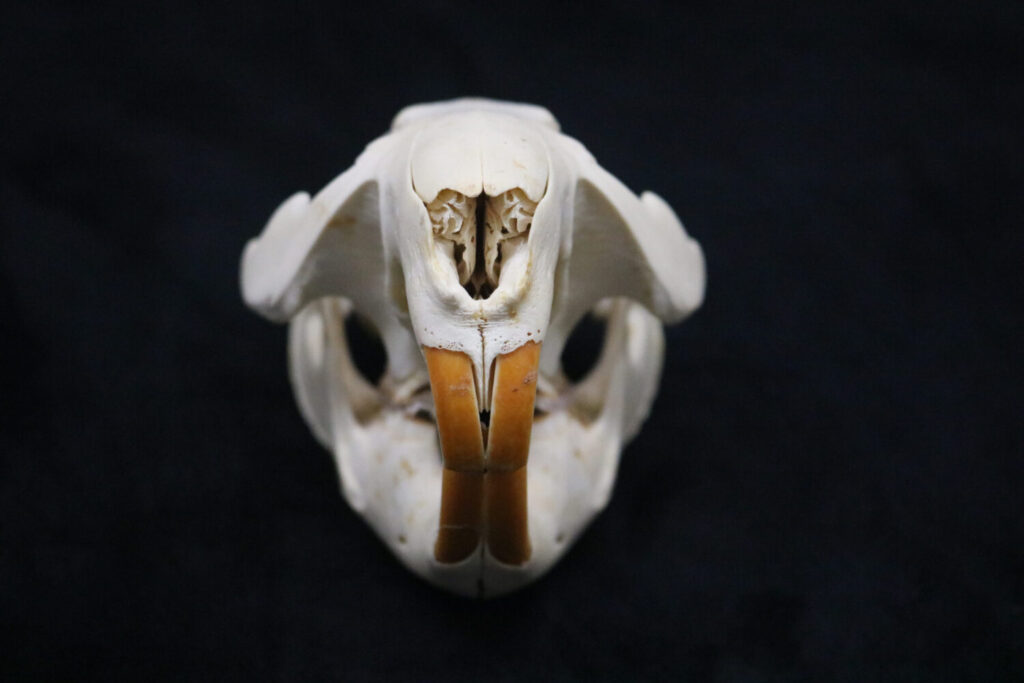 Beaver skull - Centralia Fur & Hide