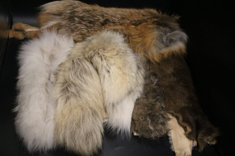 Furs - Centralia Fur & Hide