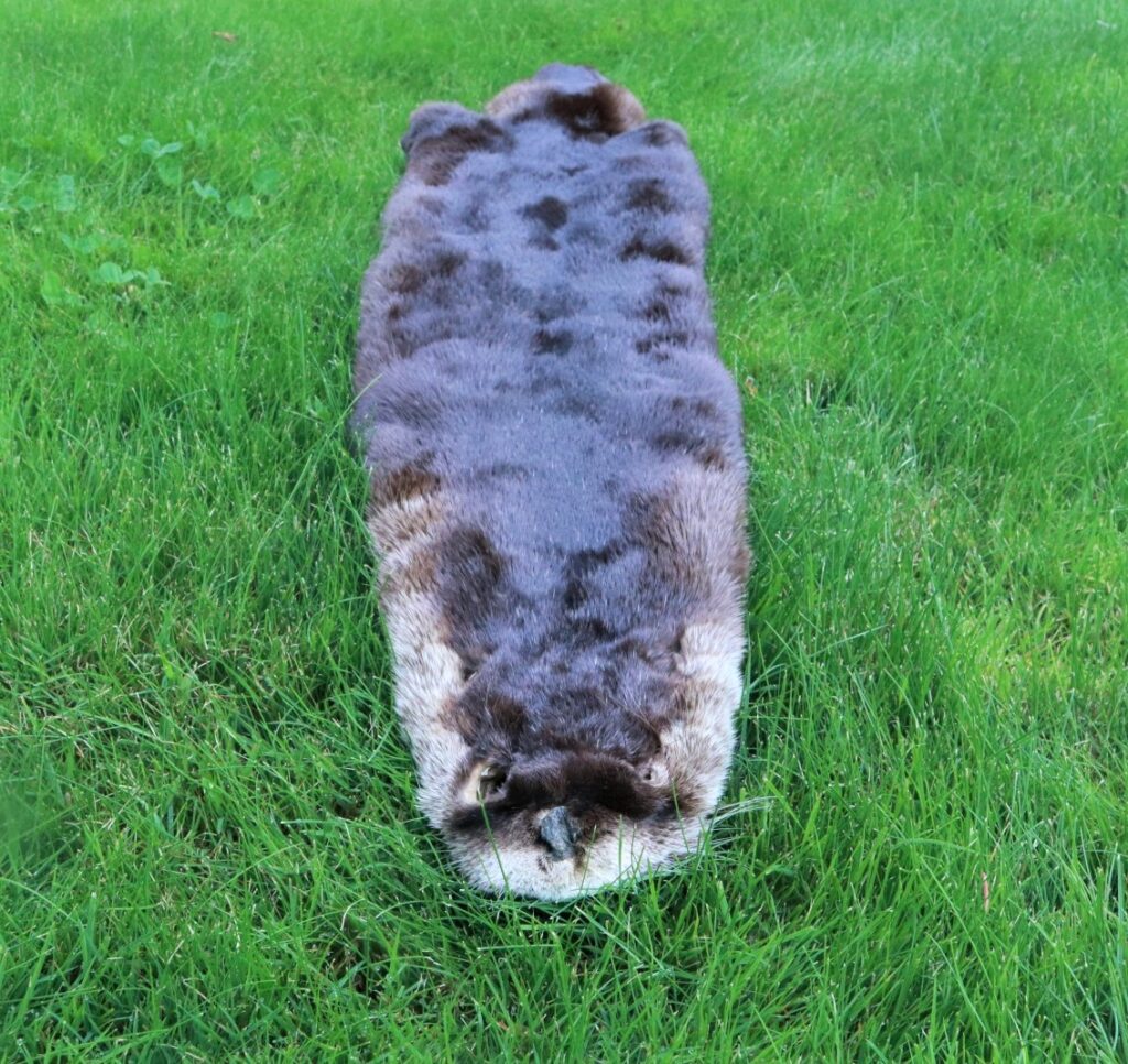 Large Otter Skin without Feet - Centralia Fur & Hide