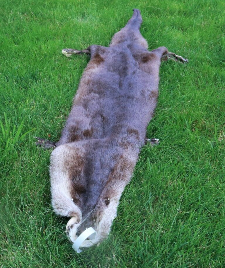 LARGE OTTER SKIN WITH FEET - Centralia Fur & Hide