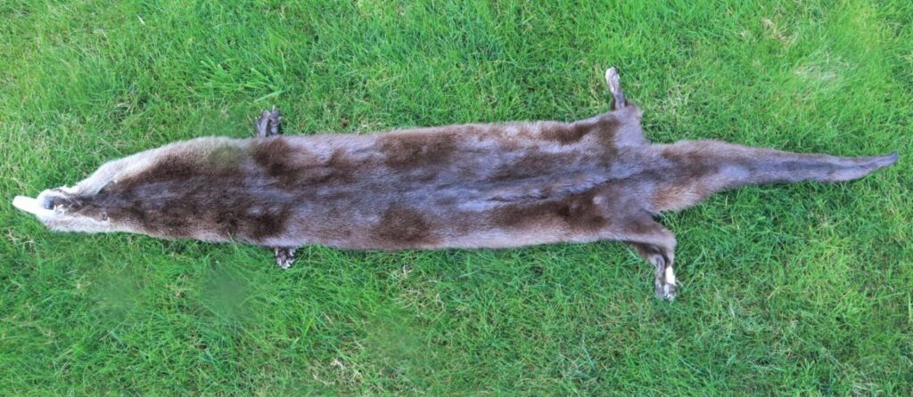 LARGE OTTER SKIN WITH FEET - Centralia Fur & Hide