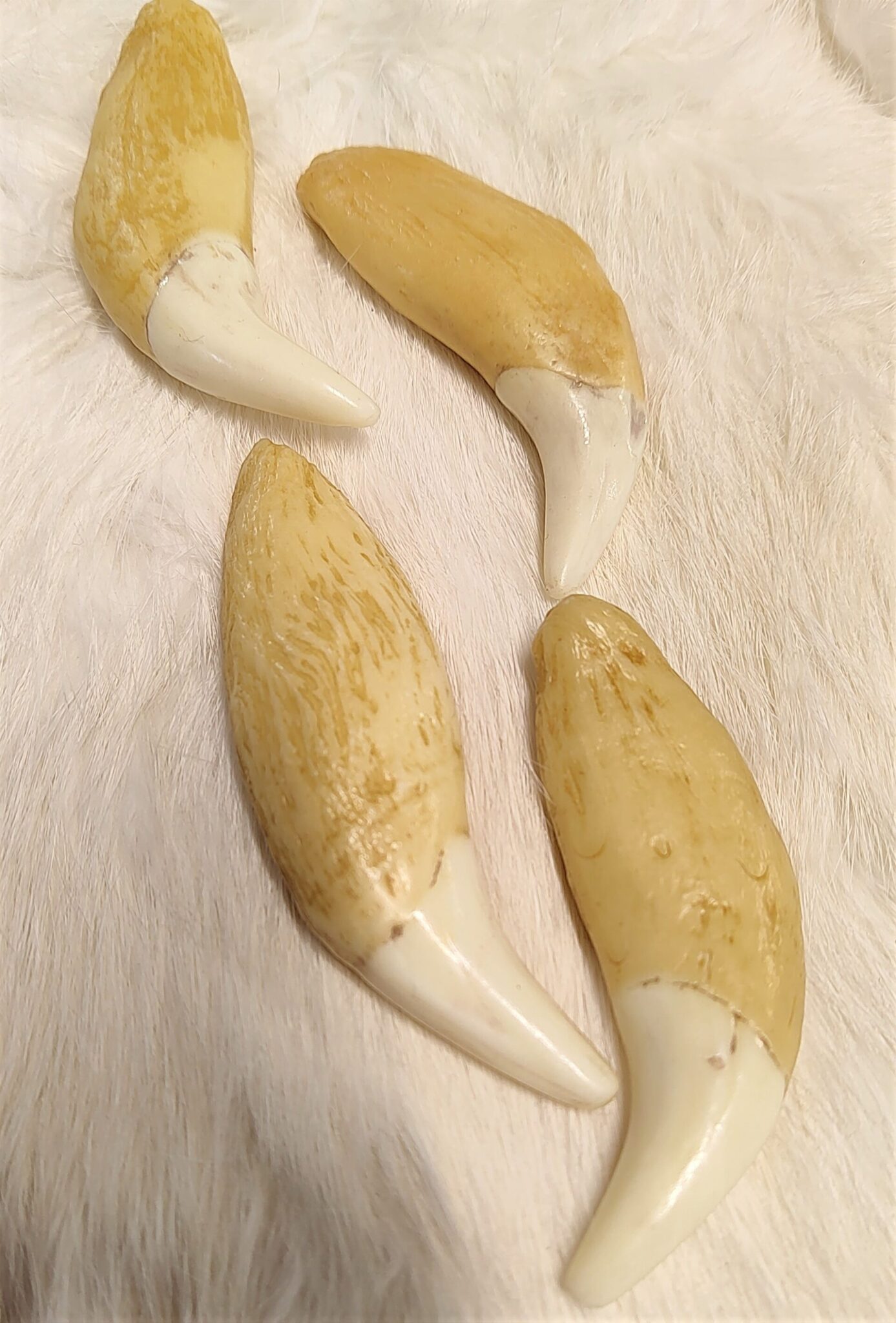 Small black bear claws composite (2") - Centralia Fur & Hide