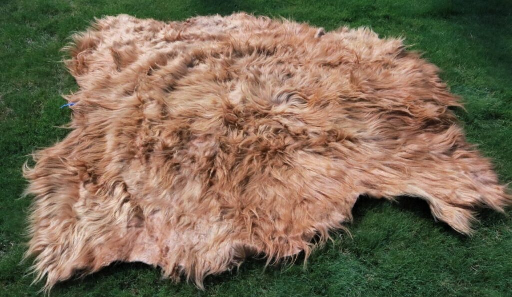 SCOTTISH HIGHLANDER - Centralia Fur & Hide