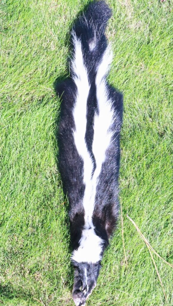 #1 Skunk Skin - Centralia Fur & Hide