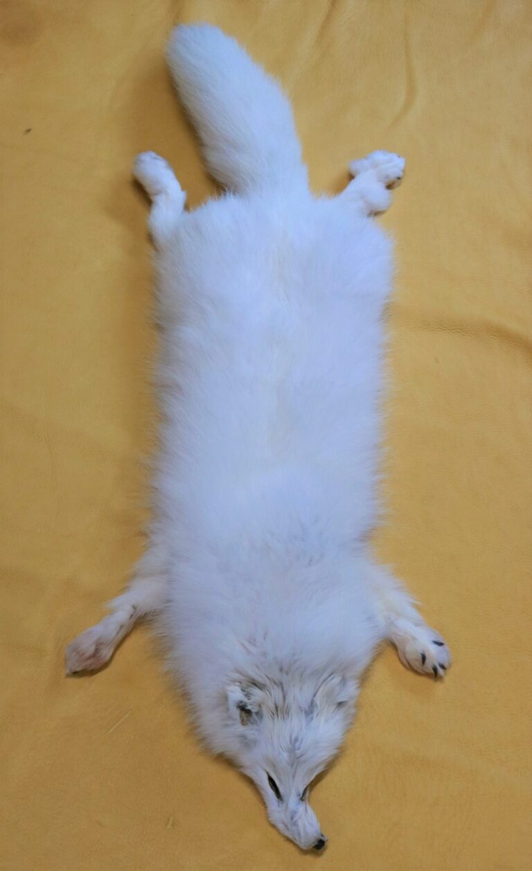 Artic Fox Skin #1 with Feet - Centralia Fur & Hide