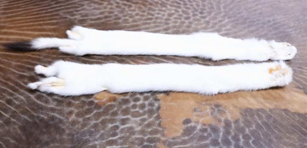 #2 Ermine - Centralia Fur & Hide