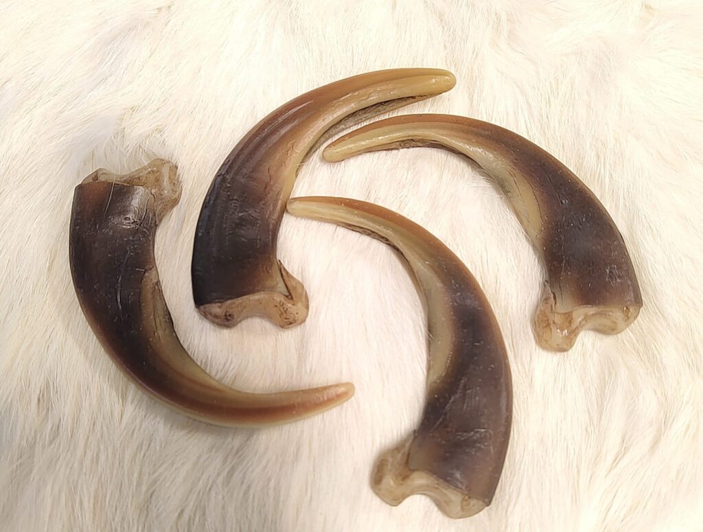 Composite Grizzly Claws - Centralia Fur & Hide
