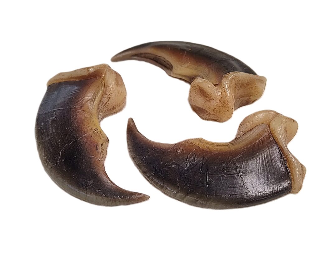 Polar Bear Claws | Composite Claws for Sale | Centralia Fur & Hide