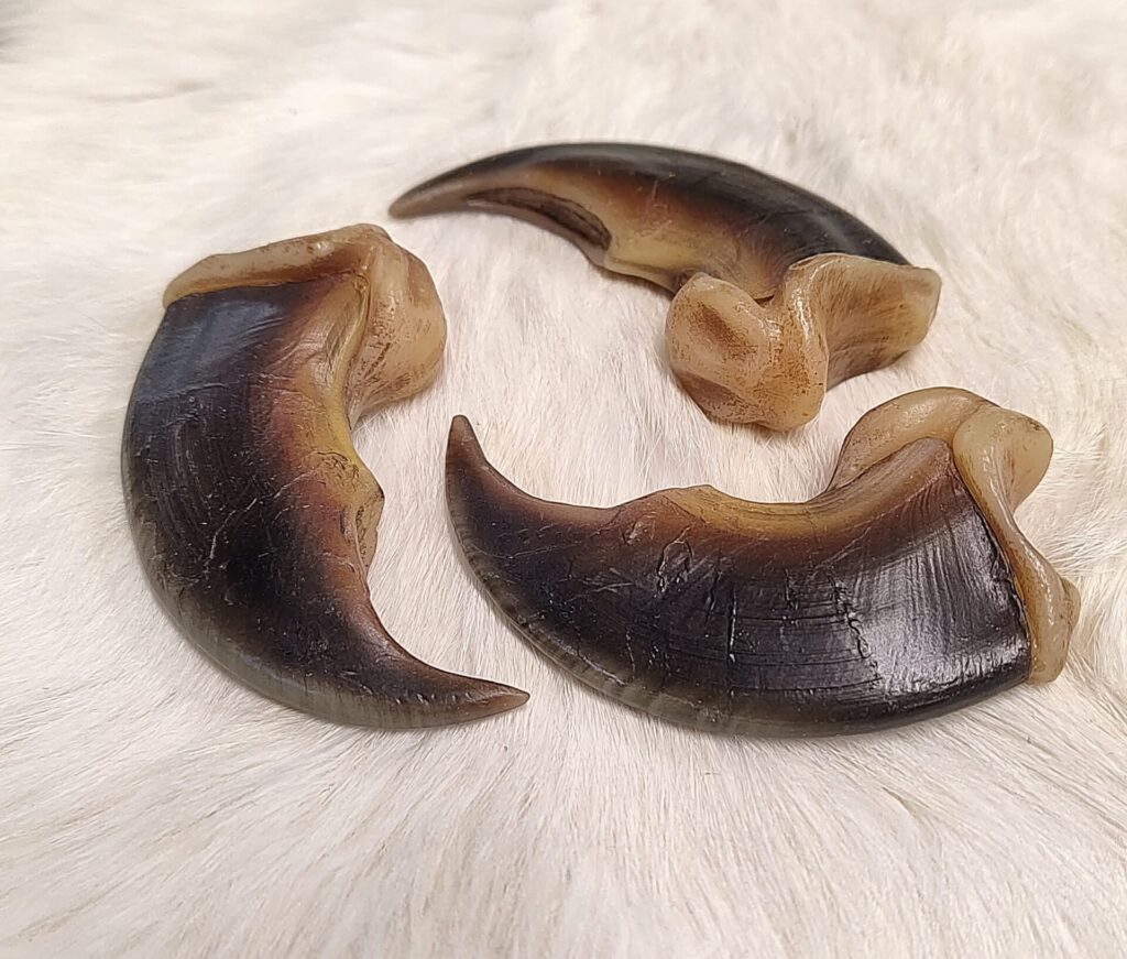 Polar Bear composite claws - Centralia Fur & Hide