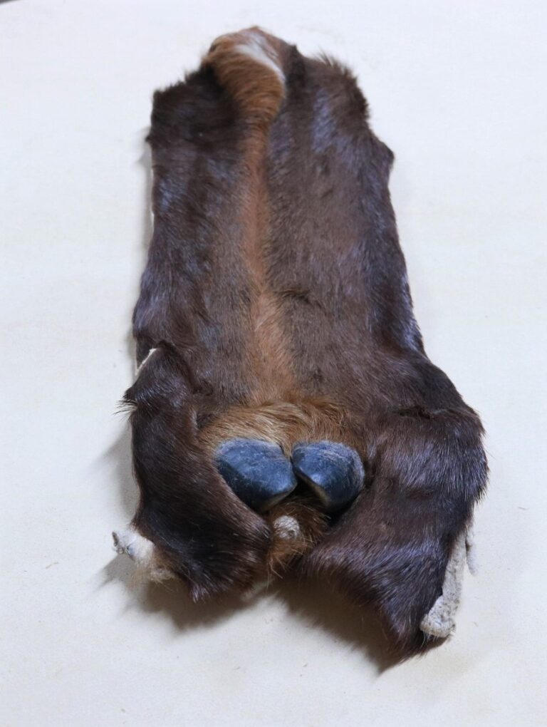 TANNED ELK LEG WITH DEW TOES - Centralia Fur & Hide