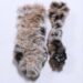 Bobcat Paws with Claws - Centralia Fur & Hide