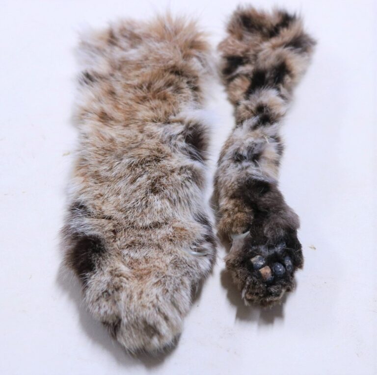 Bobcat Paws with Claws - Centralia Fur & Hide