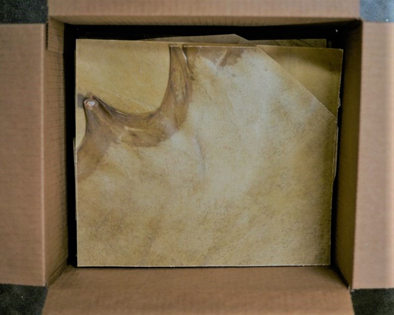 Elk Rawhide & Rawhide Scraps| Centralia Fur & Hide