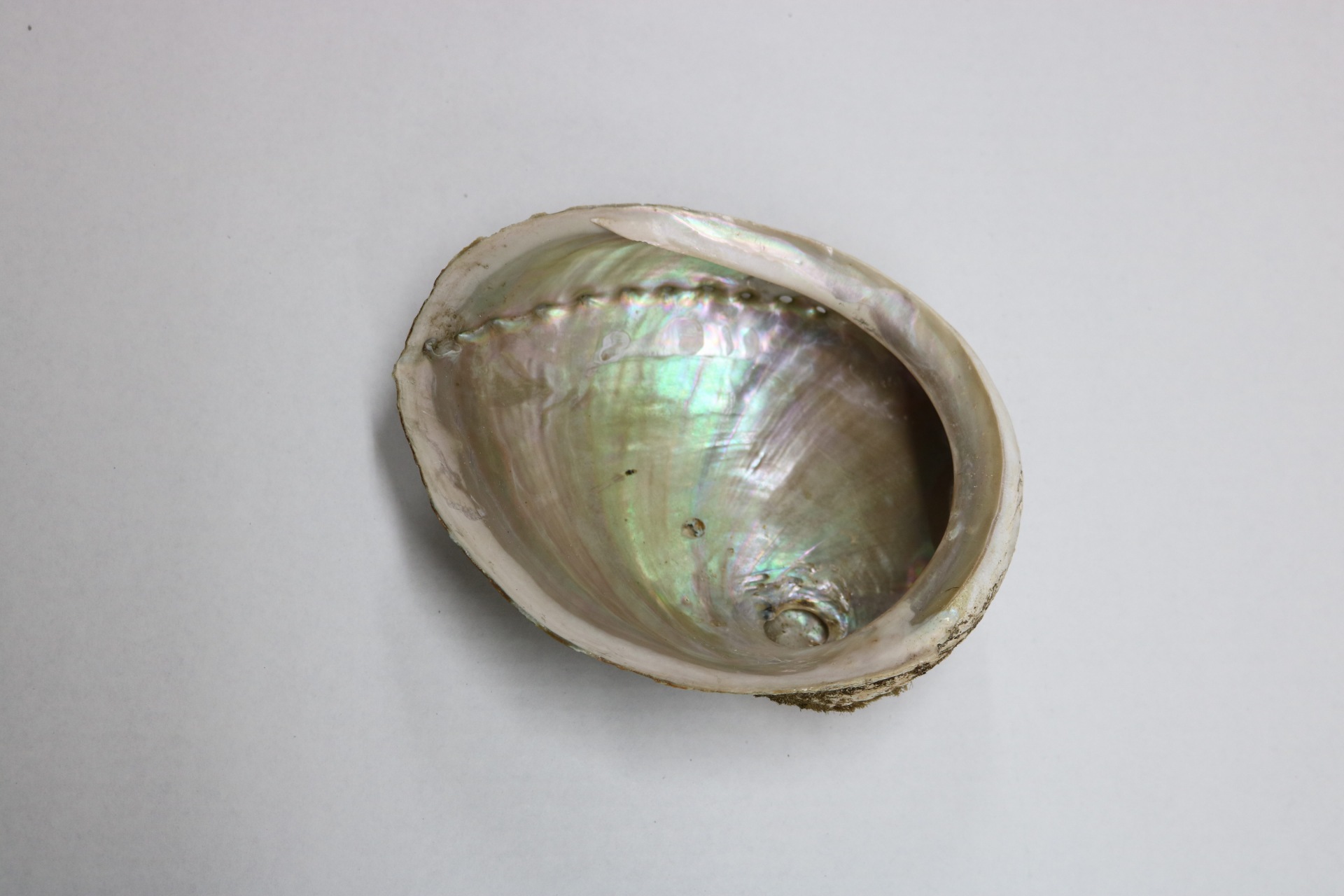 4-6" whole abalone shell - Centralia Fur & Hide