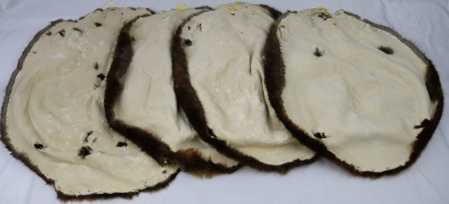 Beaver Skin Hair On - XXL - Centralia Fur & Hide