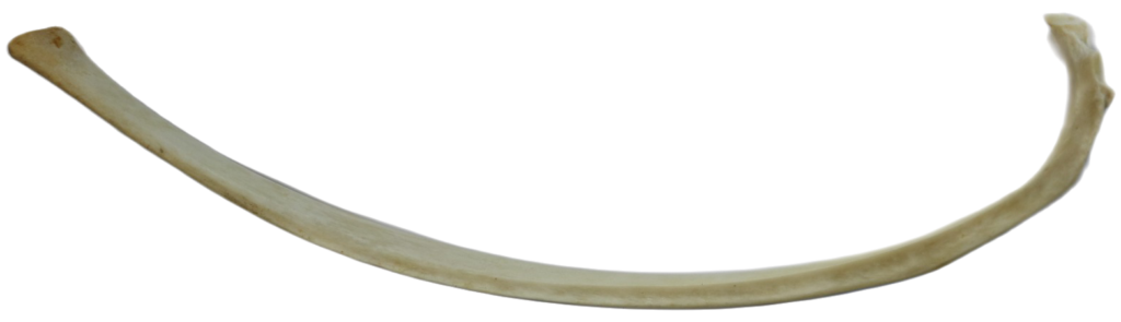 Elk Rib Bones - Centralia Fur & Hide