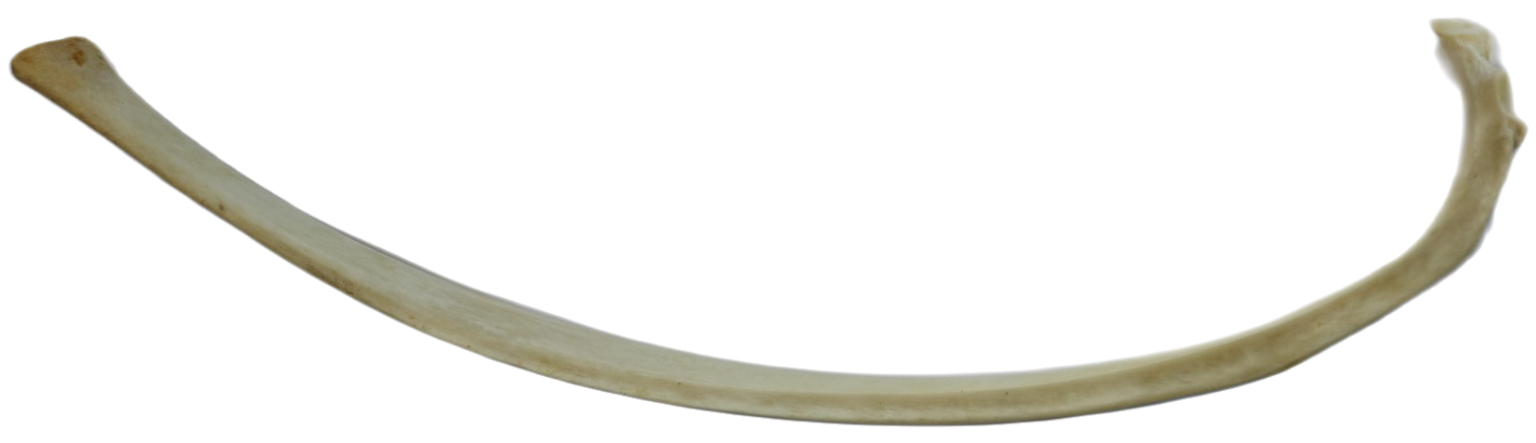 Elk Rib Bones - Centralia Fur & Hide