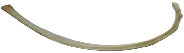 Elk Rib Bones - Centralia Fur & Hide