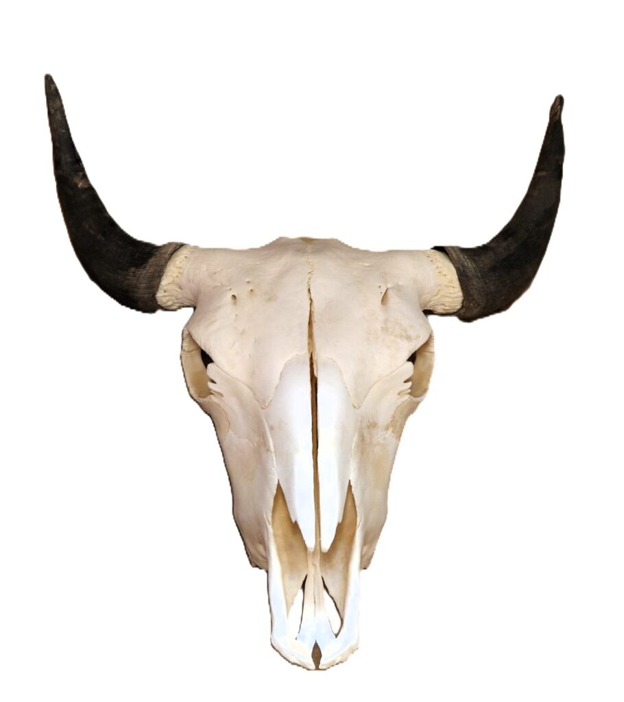 Bison Skull w/ Horn Caps - Centralia Fur & Hide