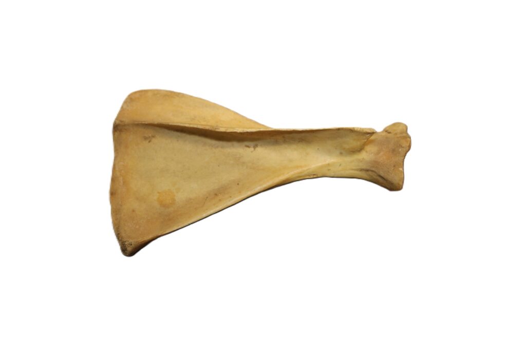 Antelope Shoulder Bone - Centralia Fur & Hide