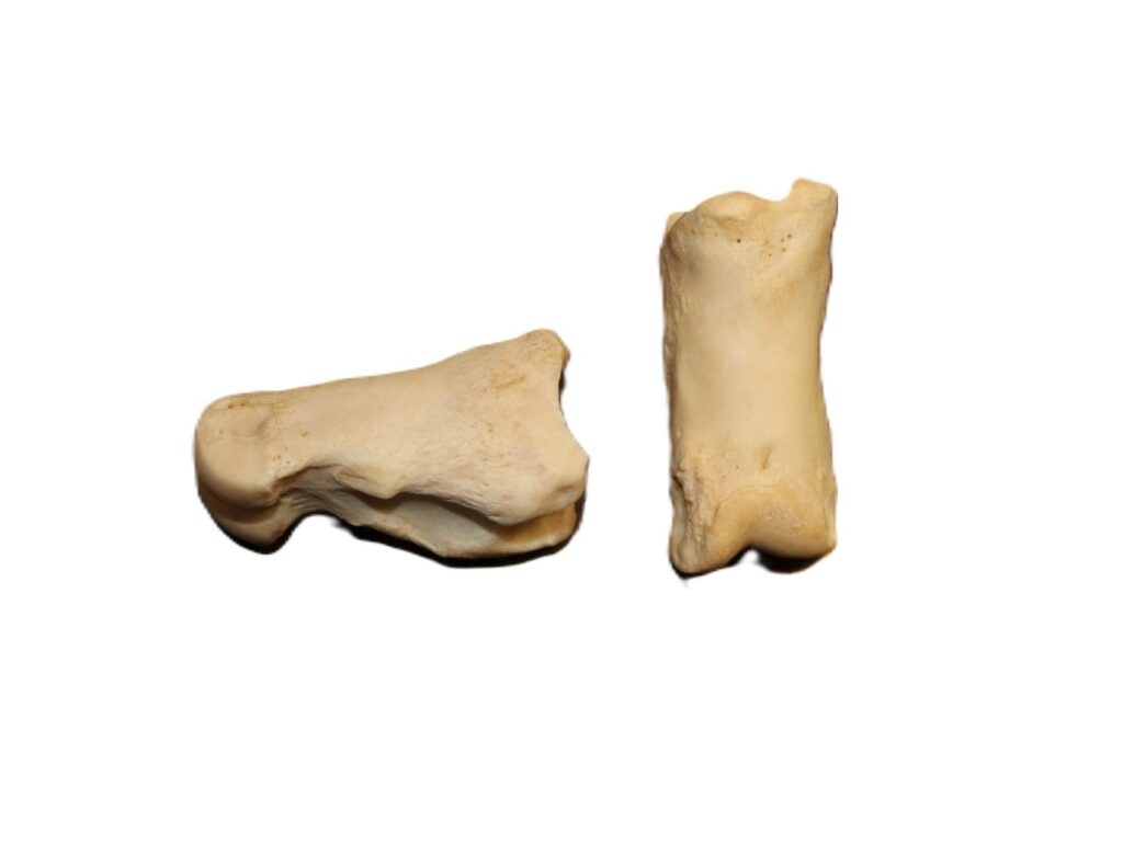 Bison Toe Bone -1st Proximal - Centralia Fur & Hide