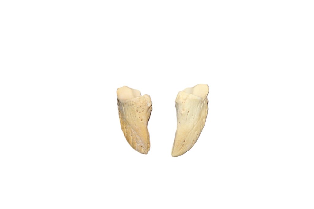 Animal Skulls and Bones | Deer, Elk, and Bison Craft Bones | Centralia ...