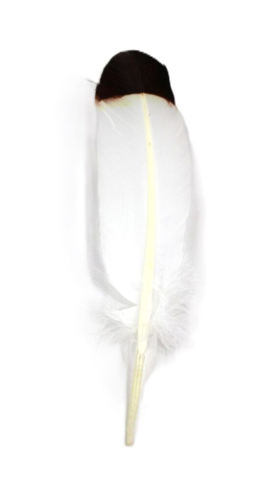 Dipped Turkey Feathers - Centralia Fur & Hide