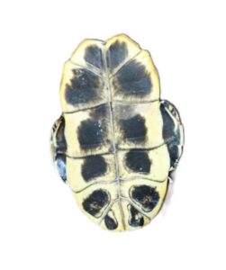 Map Turtle shell - Centralia Fur & Hide