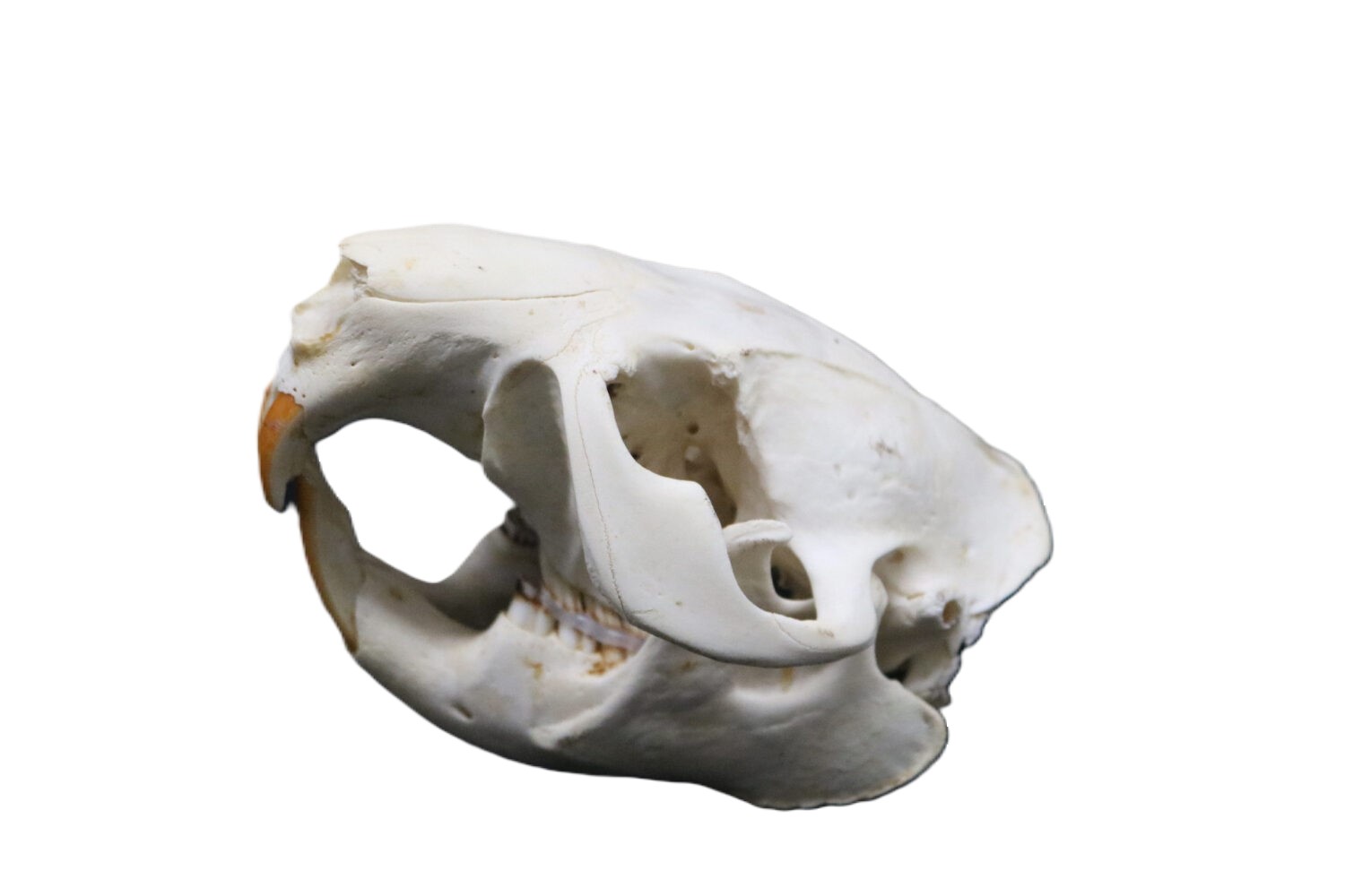 Skulls, Bones, Claws & Teeth - Centralia Fur & Hide