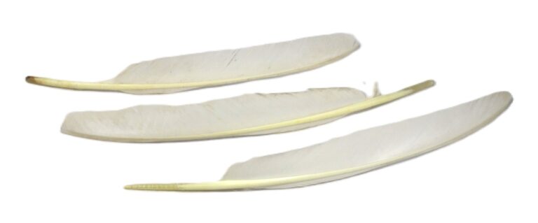 Pointed White Turkey Feathers - Centralia Fur & Hide