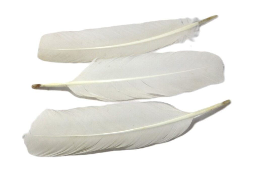 Round White Turkey Feathers - Centralia Fur & Hide