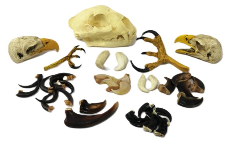 Shop Skulls, Bones, Claws & Teeth - Centralia Fur & Hide
