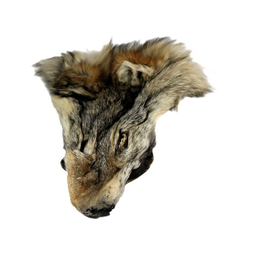 #1 Wolf Face - Centralia Fur & Hide