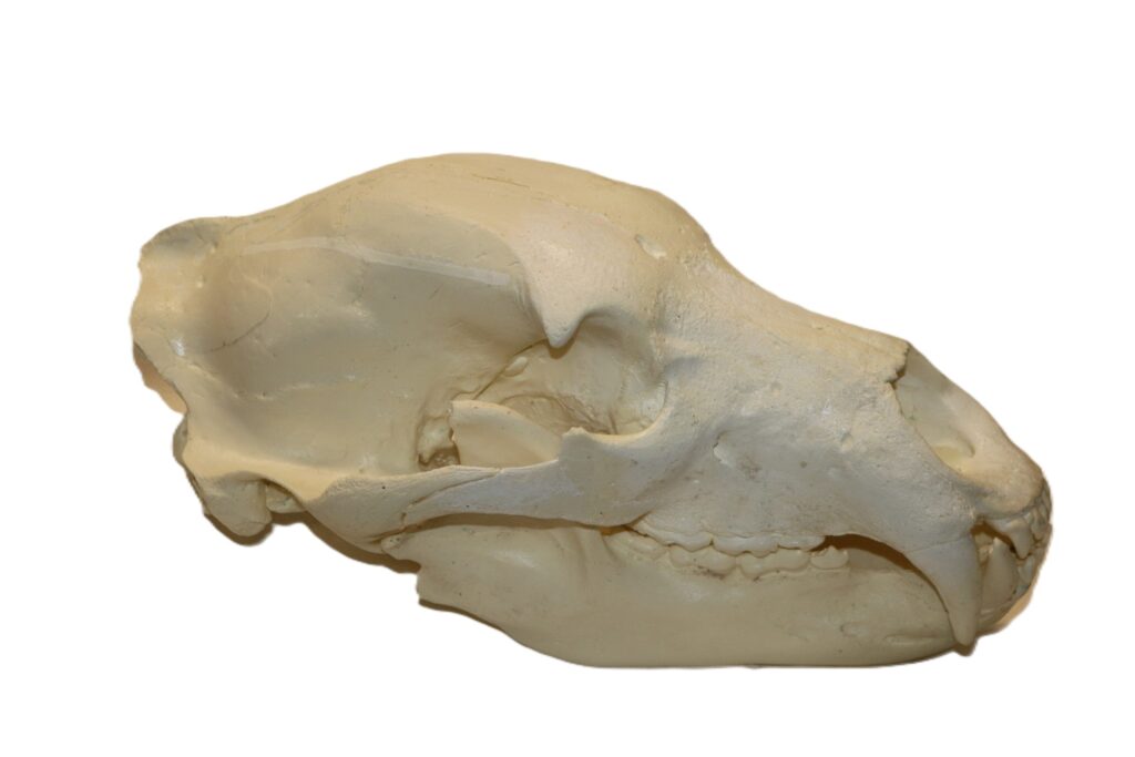 GRIZZLY COMPOSITE SKULL - Centralia Fur & Hide
