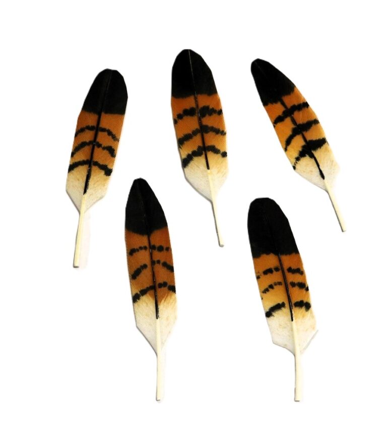 Mini Red-Shouldered Hawk Feather (Immature Female) - Centralia Fur & Hide