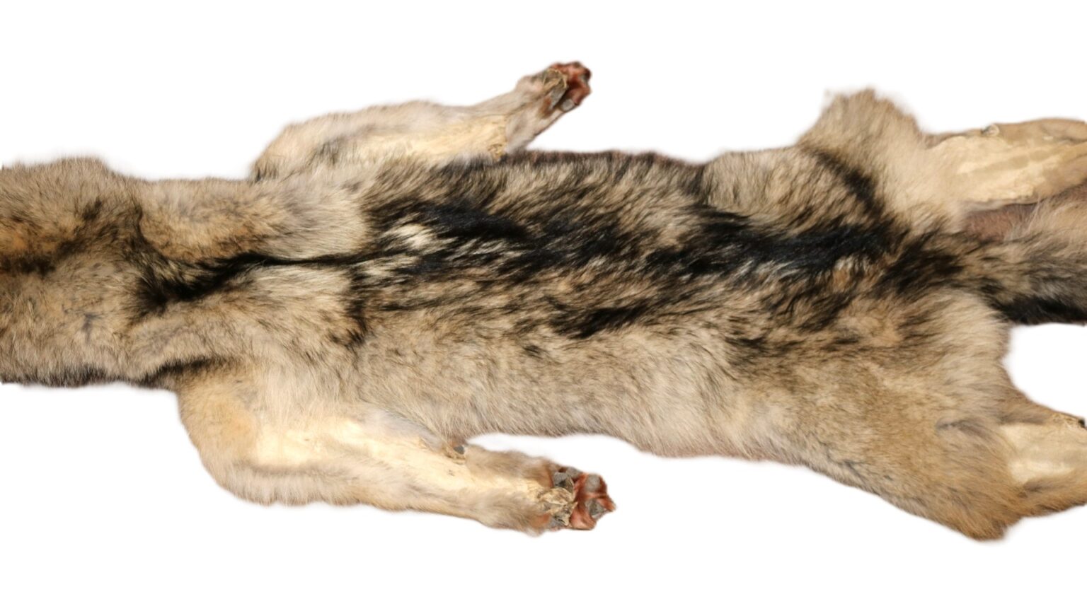 WOLF HAIR ON HIDE XL - Centralia Fur & Hide