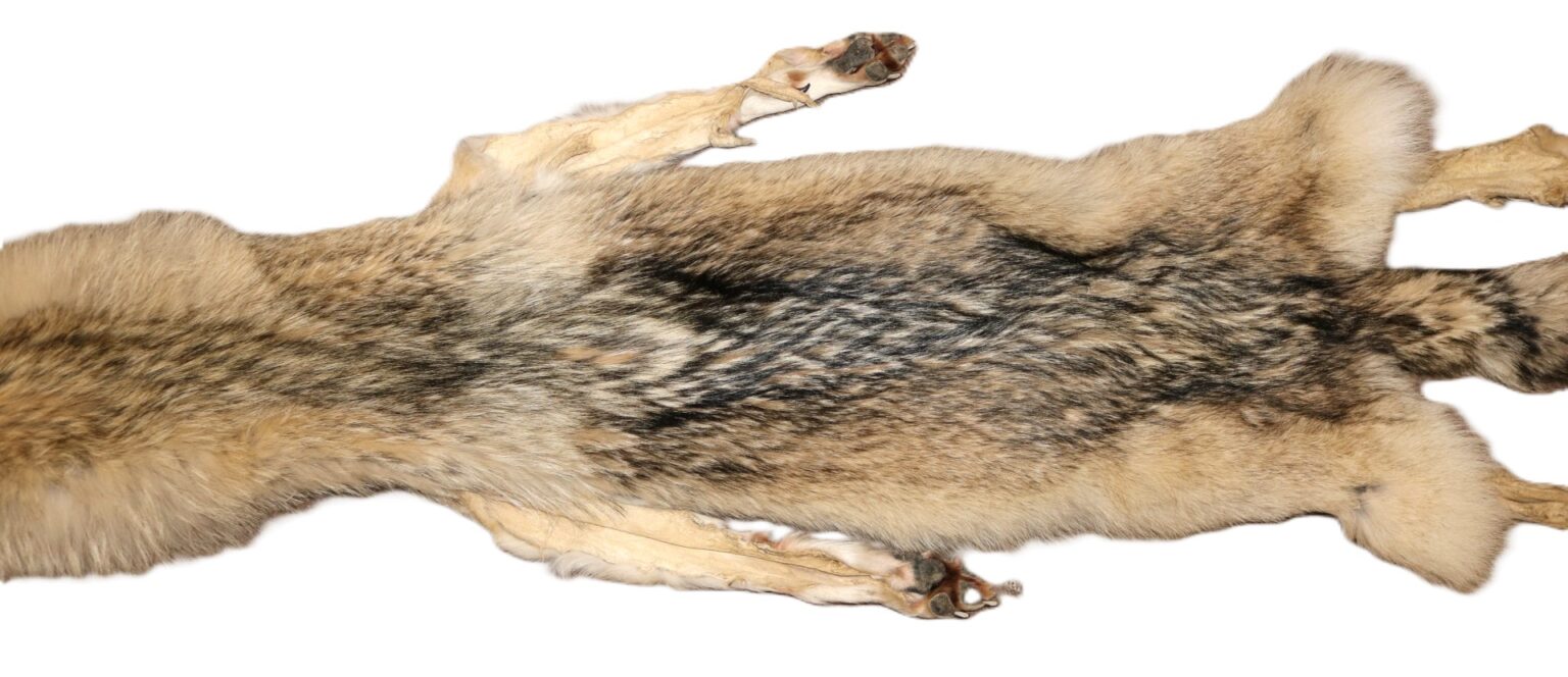 WOLF HAIR ON HIDE XL - Centralia Fur & Hide