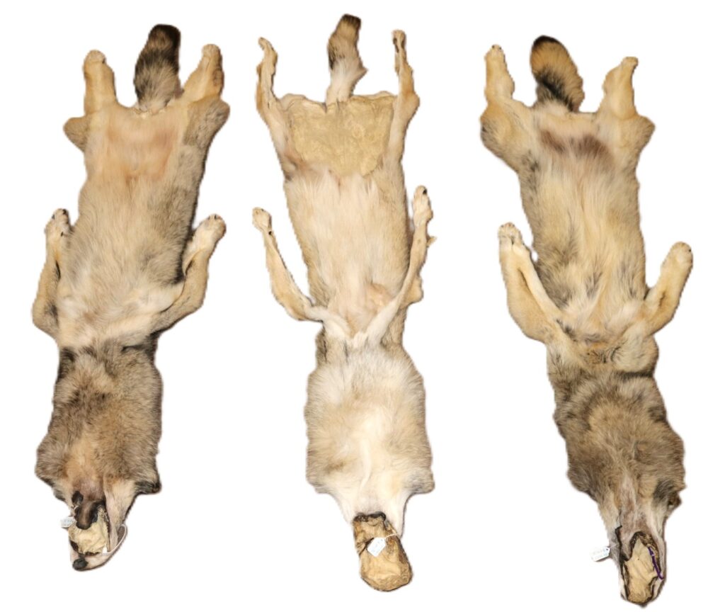 WOLF HAIR ON HIDE XL - Centralia Fur & Hide